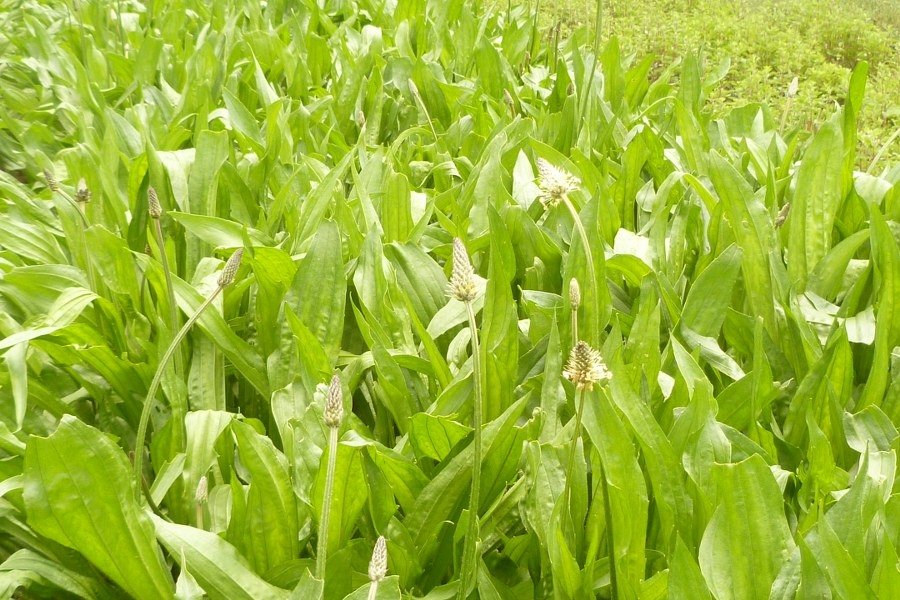 Spitzwegerich (Plantago lanceolata) / Südtiroler Bäuerinnen